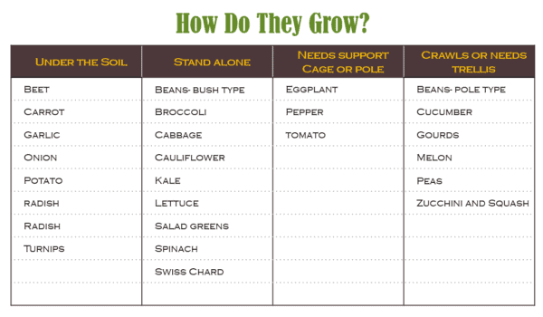 Vegetable Gardening At Home For Beginners - PINCH OF SEEDS